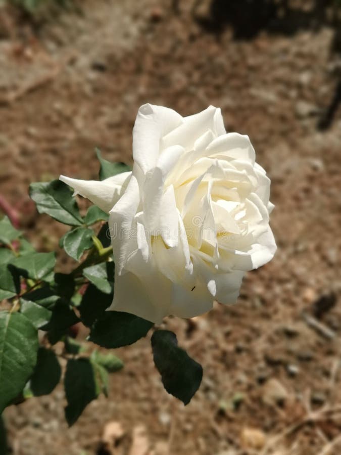 White rose on a stem stock photo. Image of garden, beautiful - 263377176