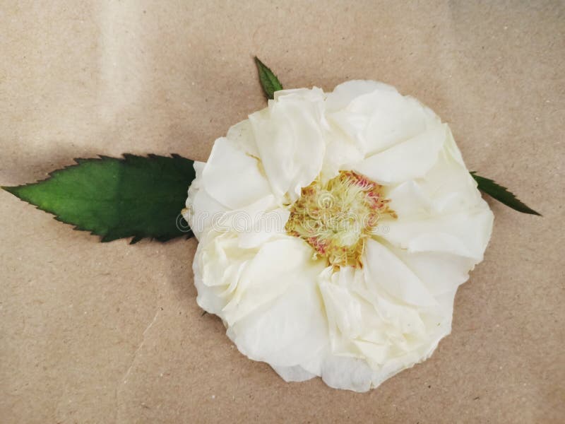 White rose stick on paper stock photo. Image of flower - 246866652