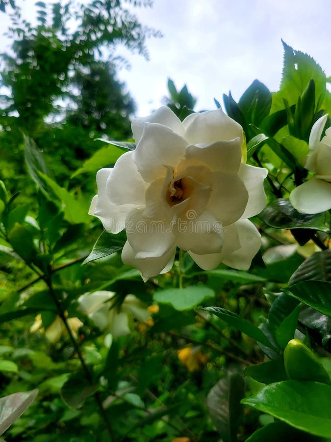 White Rose in Sun stock image. Image of plant, leaf - 221669919