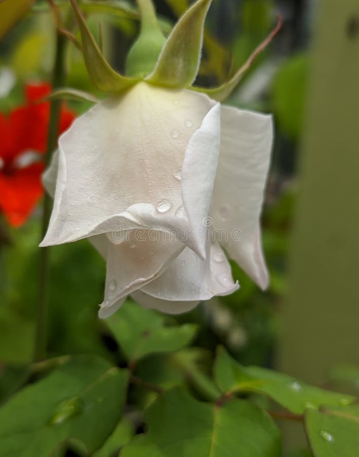 White Rose is Symbol of Love Stock Photo - Image of rose, orchid: 189486778