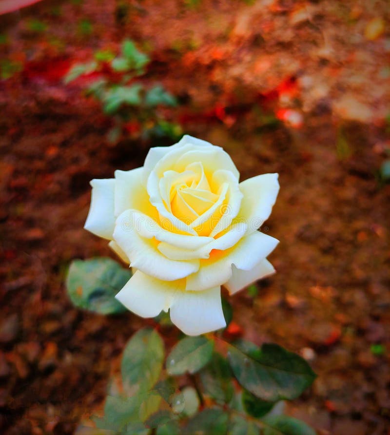 The White Rose Symbolised Innocence and Purity . Stock Image - Image of ...