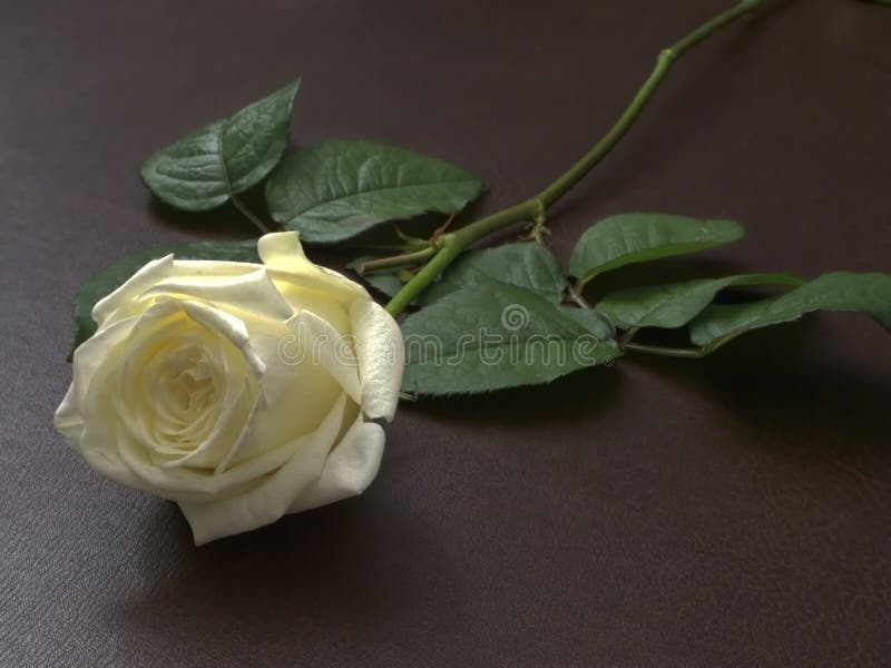 White Rose on the table stock photo. Image of stigma, flowers - 5136072