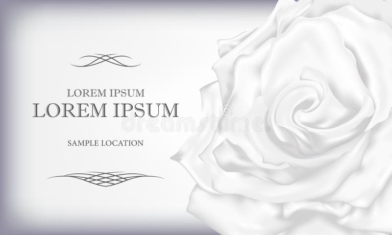 White Rose with Text on a Card or Invitation. Vector Illustration Stock ...