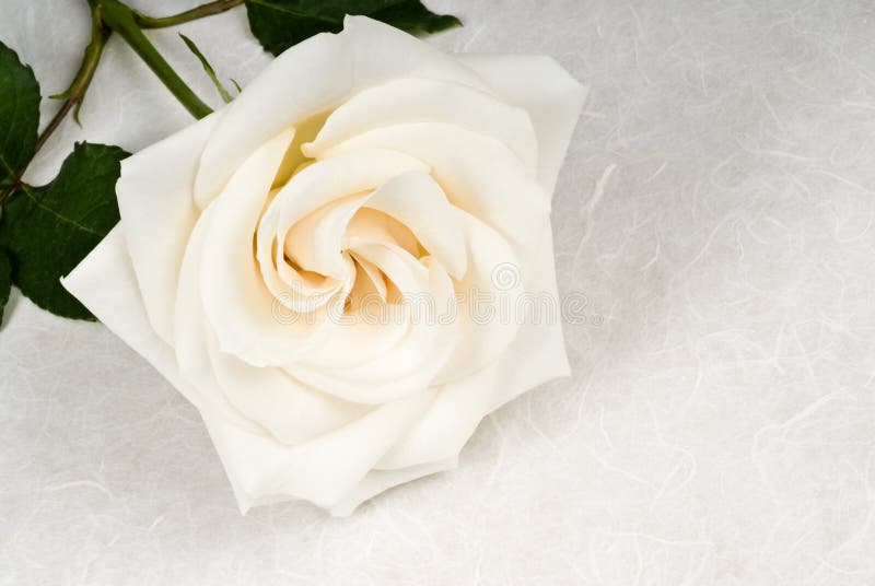 White Rose on Textured Paper Stock Image - Image of rough, single: 8655803