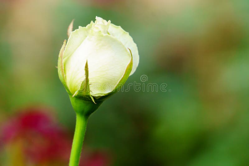 White rose on tree branch stock image. Image of plant - 82516853