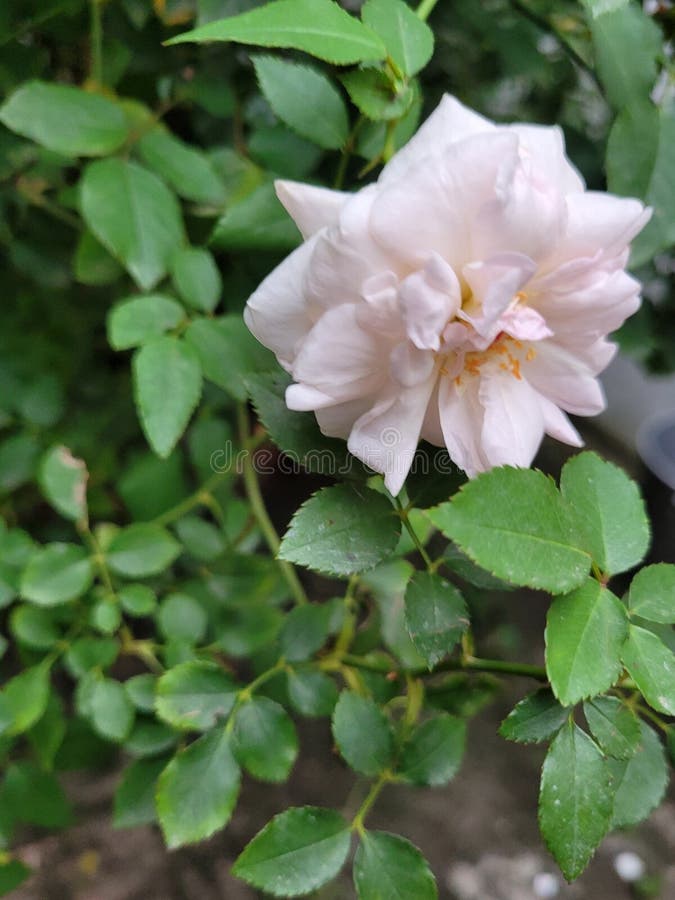 White rose with tree stock photo. Image of white, produce - 278579844