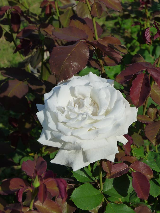 White Rose / Tropical Rose Garden Stock Image - Image of close, white ...