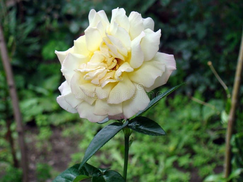 White Rose in the Village. Nature Ukraine. Stock Photo - Image of plot ...