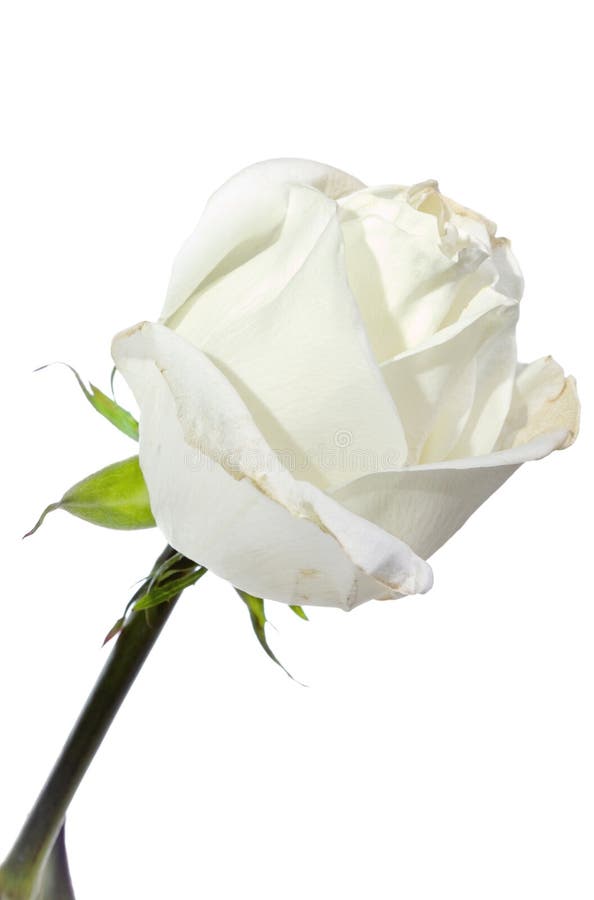 White Rose on a White Background Stock Photo - Image of single ...