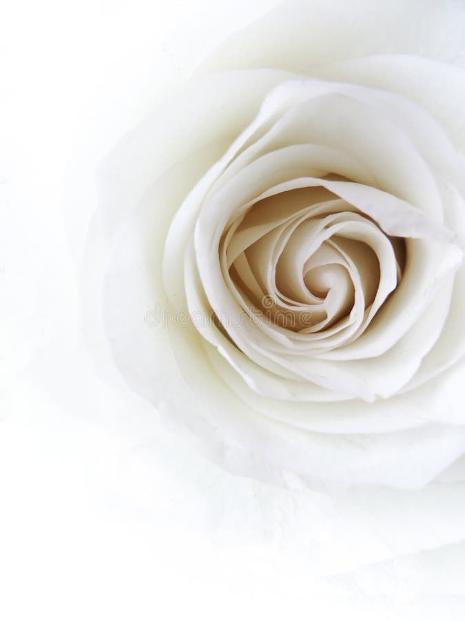 White Rose on White Background. Stock Illustration - Illustration of ...