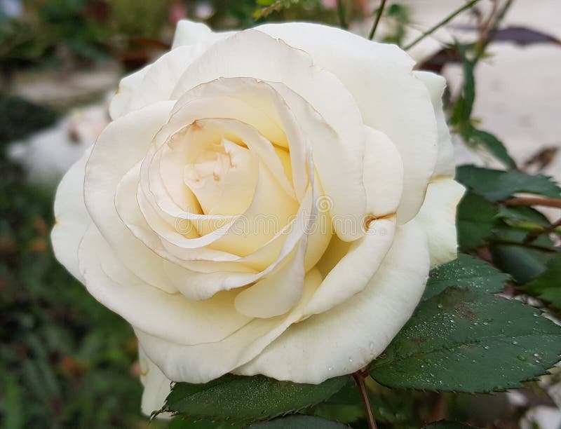 White rose stock photo. Image of white, flower, rose - 110198590