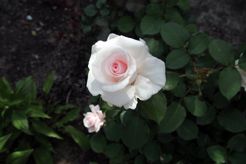 White Rose stock image. Image of color, bloom, blossom - 109633493