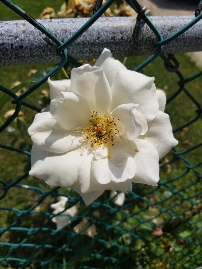 White Rose stock image. Image of green, sitting, rose - 155530673