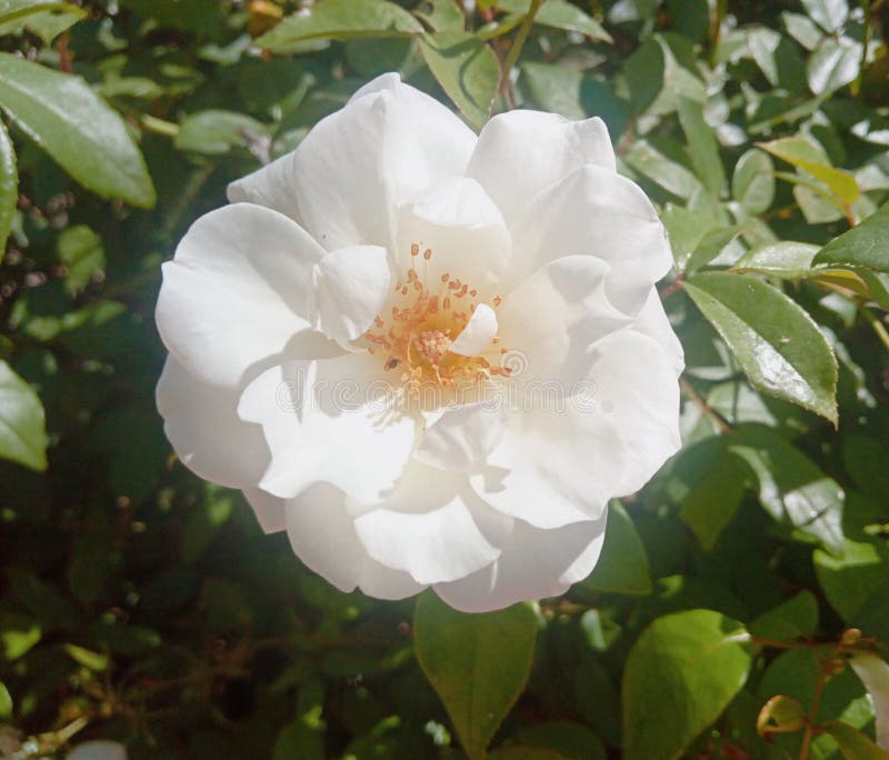 White rose in wild bush stock image. Image of bouquet - 246907241