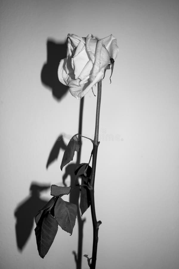 White Rose Wilting with the Passage of Time Stock Photo - Image of ...