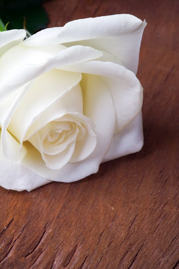 Decorative white rose stock photo. Image of black, blossom - 7357724