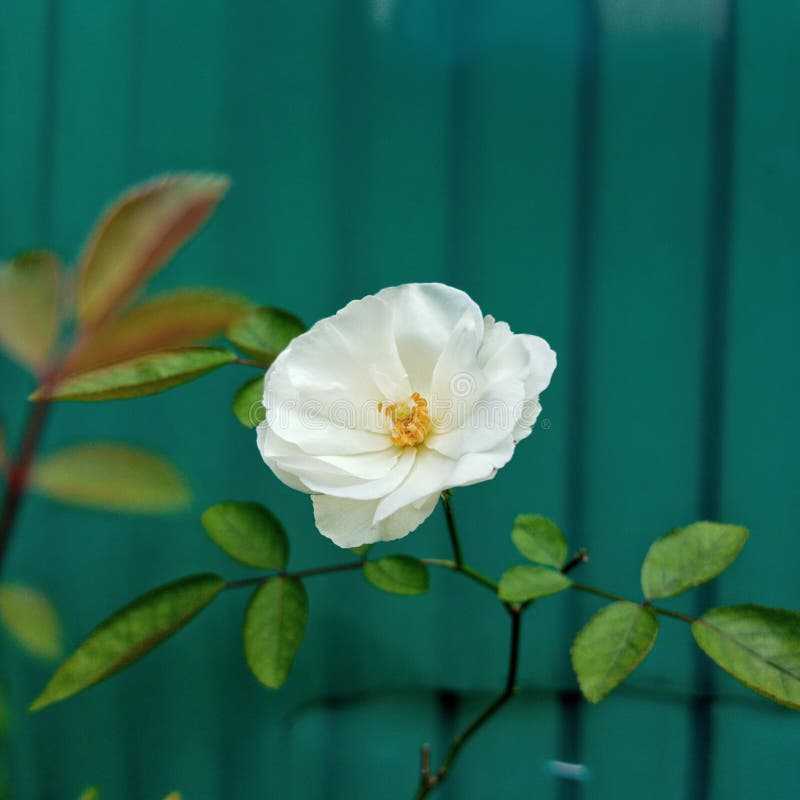 White rose of york stock image. Image of yellow, closeup - 263593485