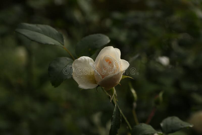 White Rosebud in Hushed Atmosphere Stock Photo - Image of muted, white ...