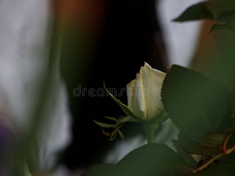 White Rosebud Focus on Foreground Stock Image - Image of nature, focus ...