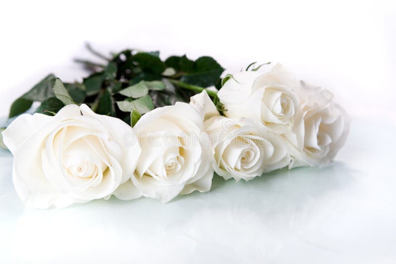 Elegant pure white roses stock photo. Image of roses, collage - 2811588