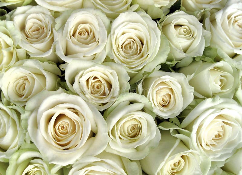 Bouquet of Cream-white Roses Stock Photo - Image of bouquet, rose: 11447262