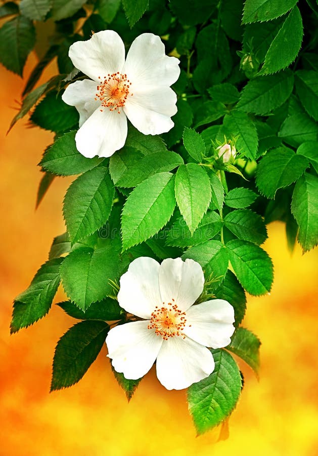 White roses stock photo. Image of plant, macro, romance - 14820272