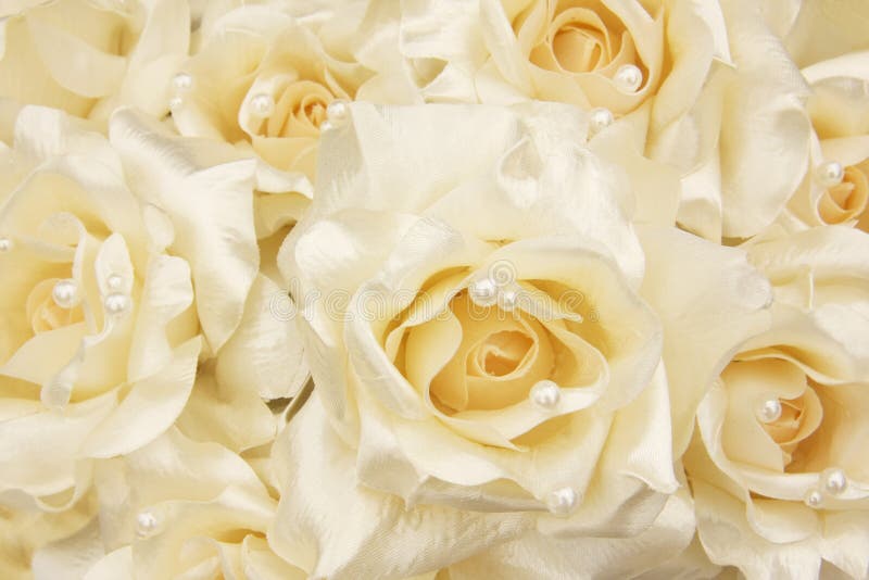 White roses stock image. Image of roses, flora, cream - 17113833