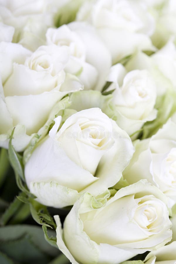 Elegant pure white roses stock photo. Image of roses, collage - 2811588