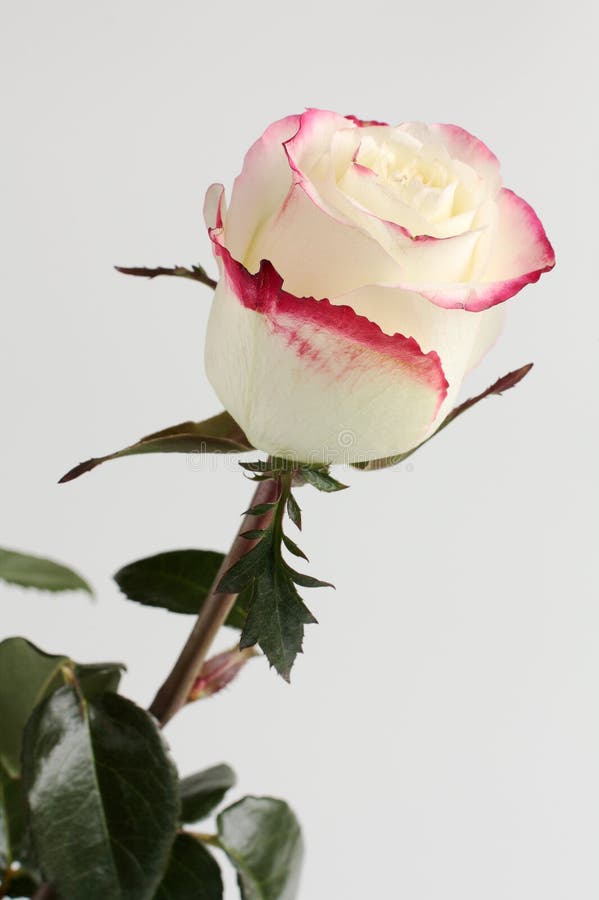 White roses stock image. Image of plant, fresh, holiday - 24275683