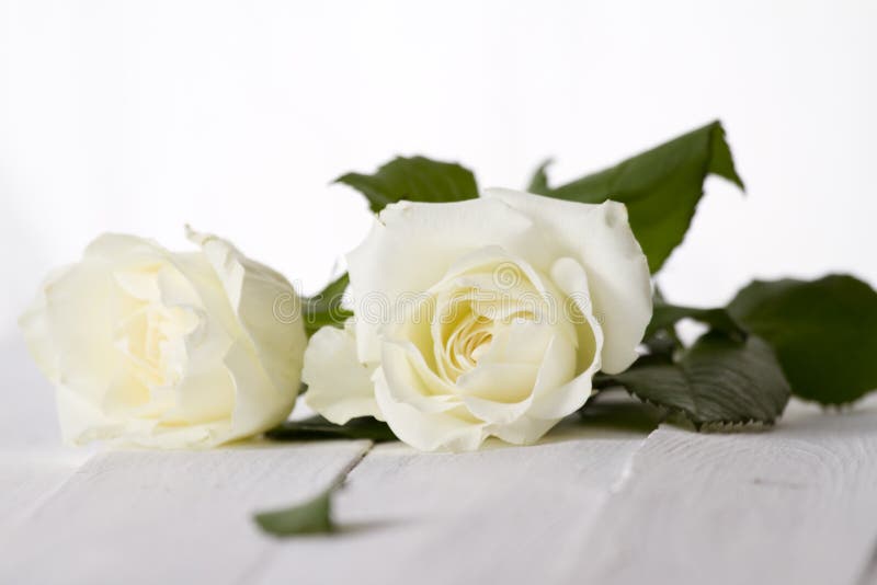 White roses stock image. Image of florisics, wood, white - 29027579