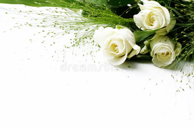 White roses stock photo. Image of date, blooming, framework - 6533924