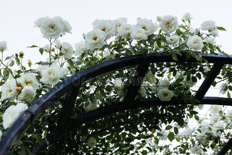 White Roses on the Arch in the Rosarium Stock Photo - Image of fashion ...