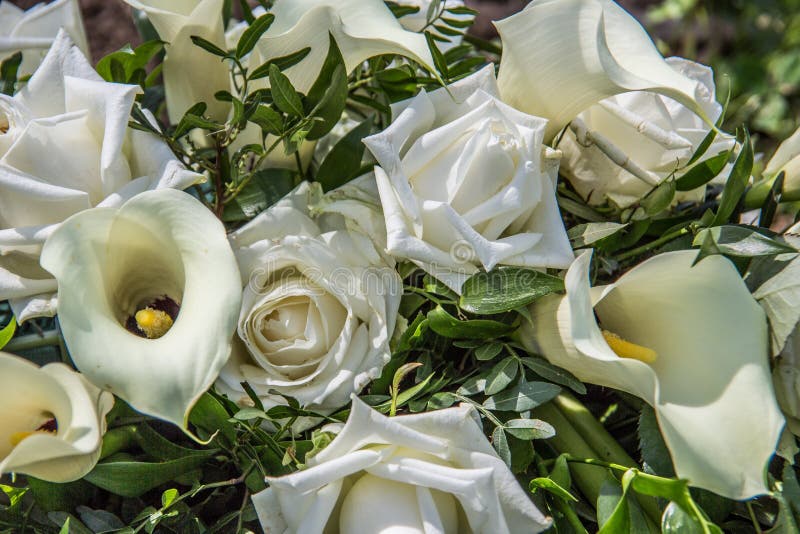 White roses as a bundle stock image. Image of white - 187220209