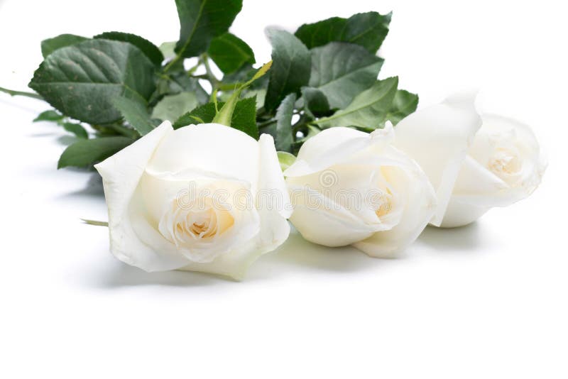 247,201 White Roses Photos - Free & Royalty-Free Stock Photos from ...