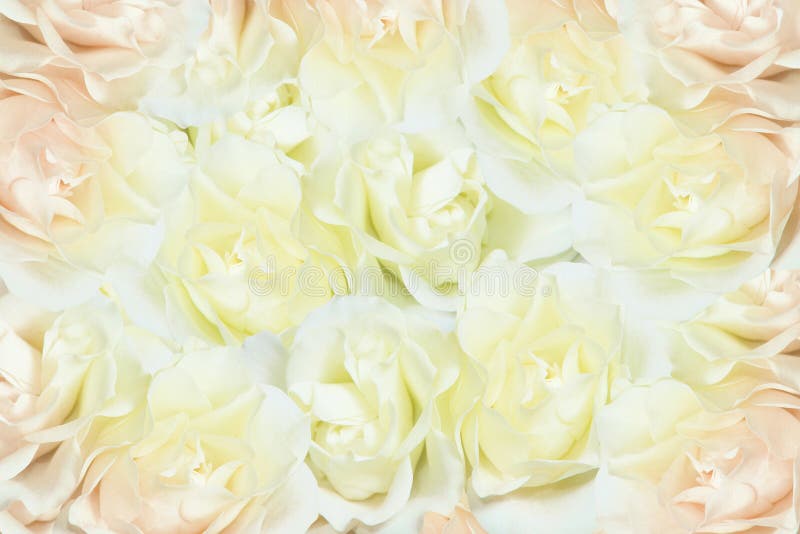 Cream Roses Background