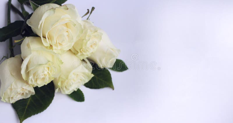 White Roses on a White Background. Stock Photo - Image of card, white ...