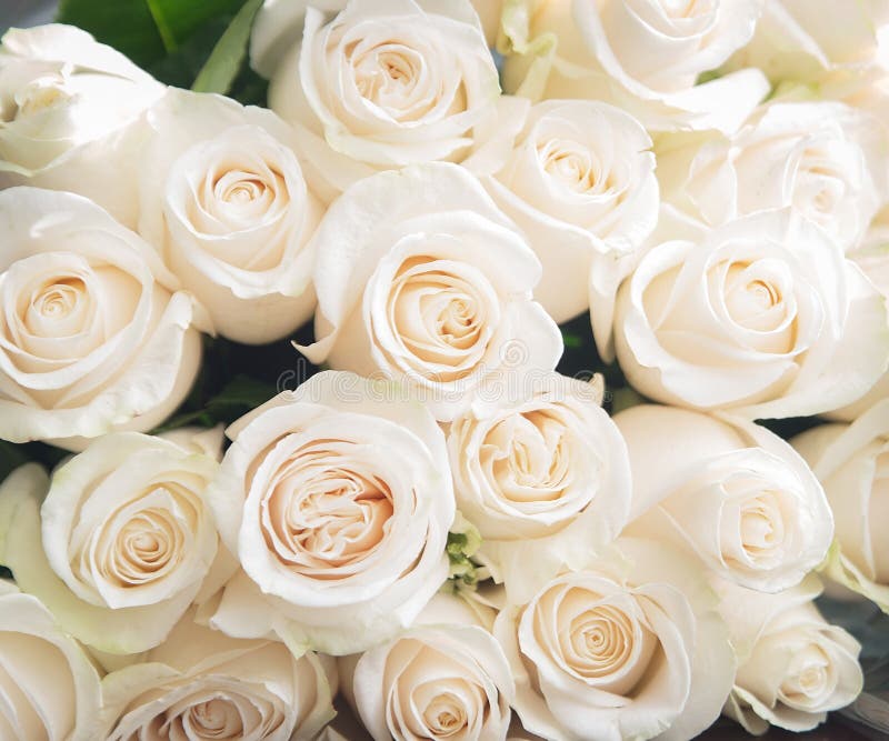 White Roses Background. Nature, Flowers, Bouquet Stock Photo - Image of ...