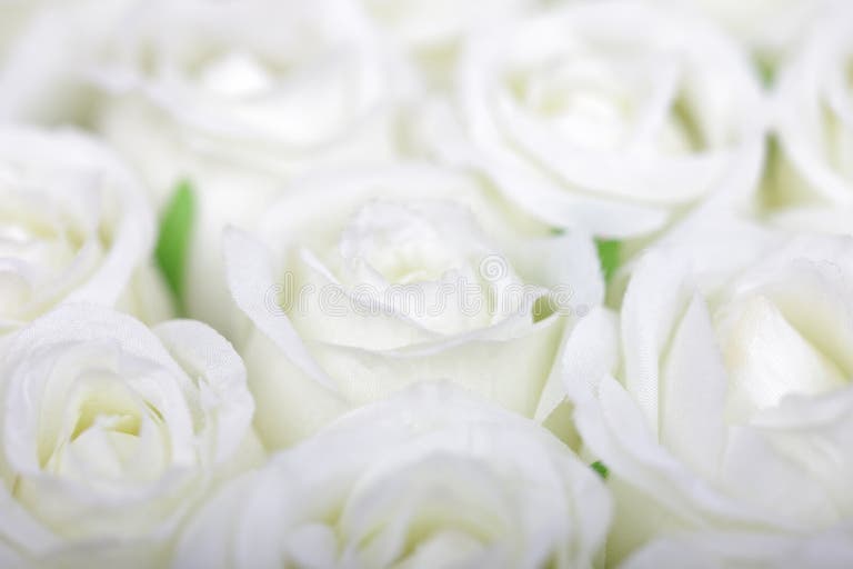 Roses White Flowers Bloom Elegant Delicate Petals Creating Soft ...