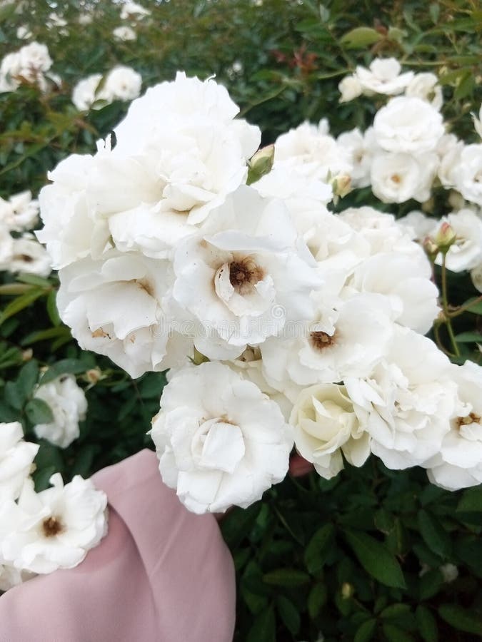 White Roses, Beautiful Roses, Ornamental Plants Stock Image - Image of ...