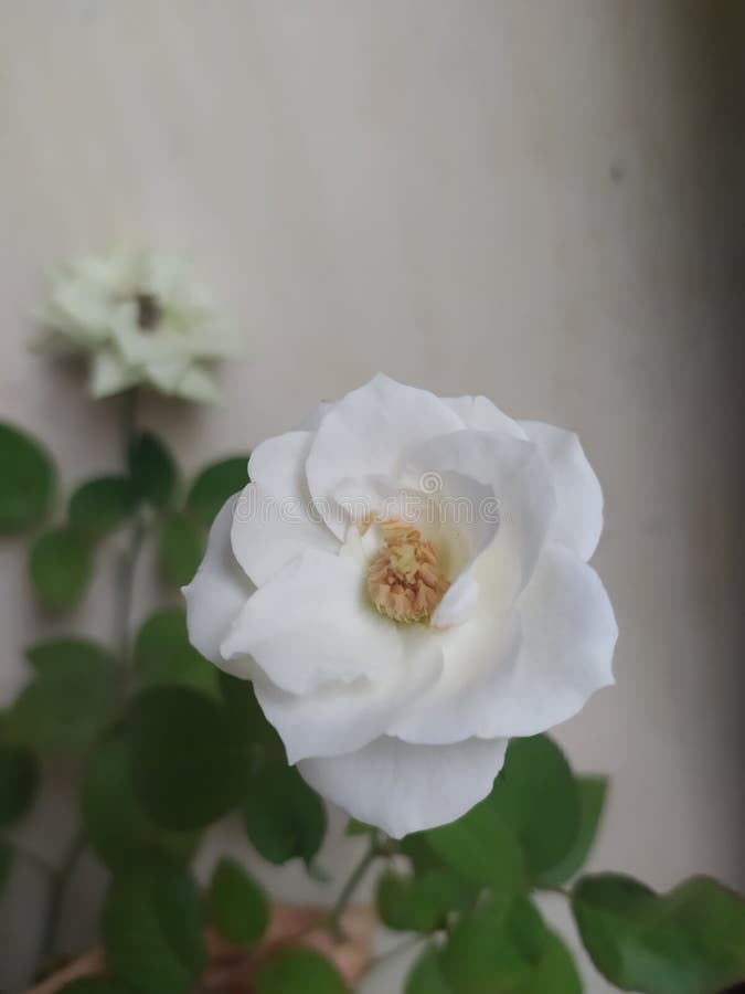 White roses bloom stock photo. Image of plant, blossom - 268282466