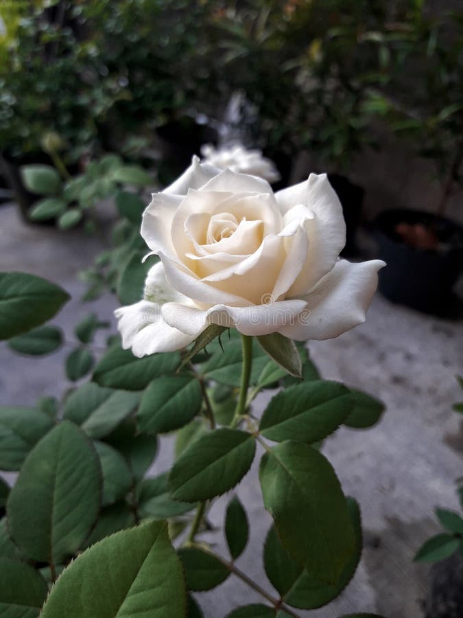 White Roses Blooming in the Garden Stock Image - Image of branch ...
