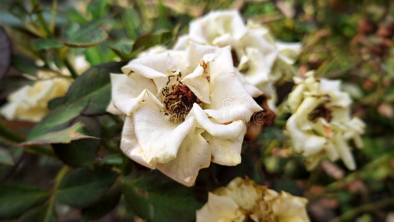 White Roses Blossom on the Tree Stock Image - Image of branch, flower ...