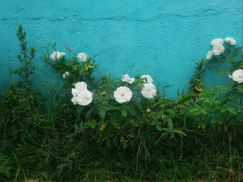 White Roses on a Blue Wall with Grass Stock Image - Image of beauty ...