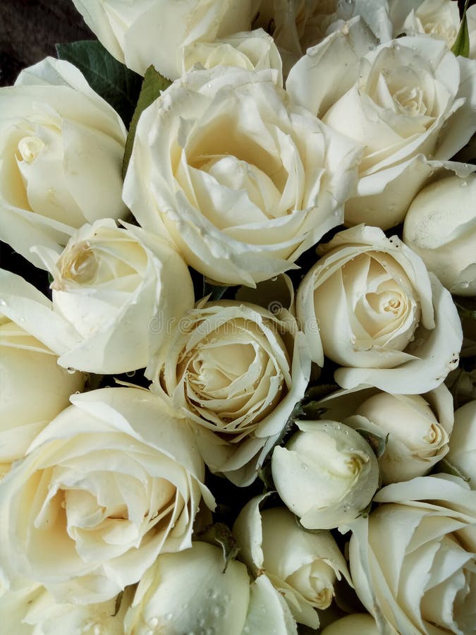 White Roses stock image. Image of flower, white, bouquet - 320816957