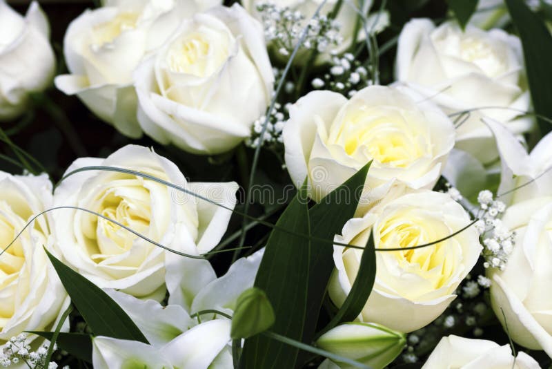 White roses stock image. Image of white, purity, roses - 23314451