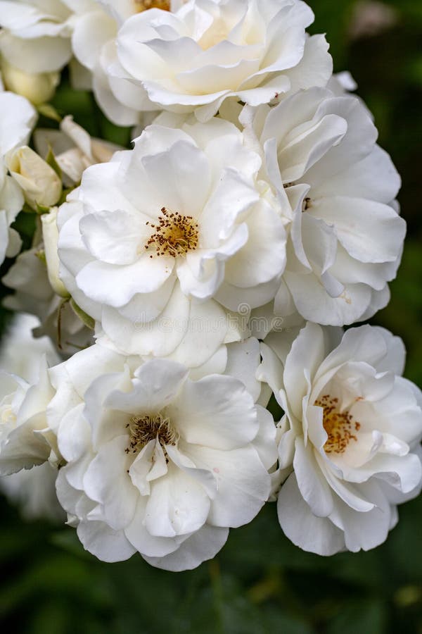 White Roses on the Branch in the Garden Stock Photo - Image of bouquet ...