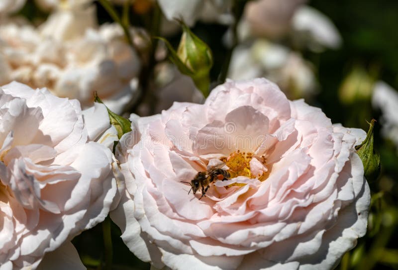 White Roses on the Branch in the Garden. Stock Photo - Image of branch ...