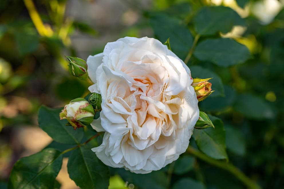 White Roses on the Branch in the Garden. Stock Image - Image of ...