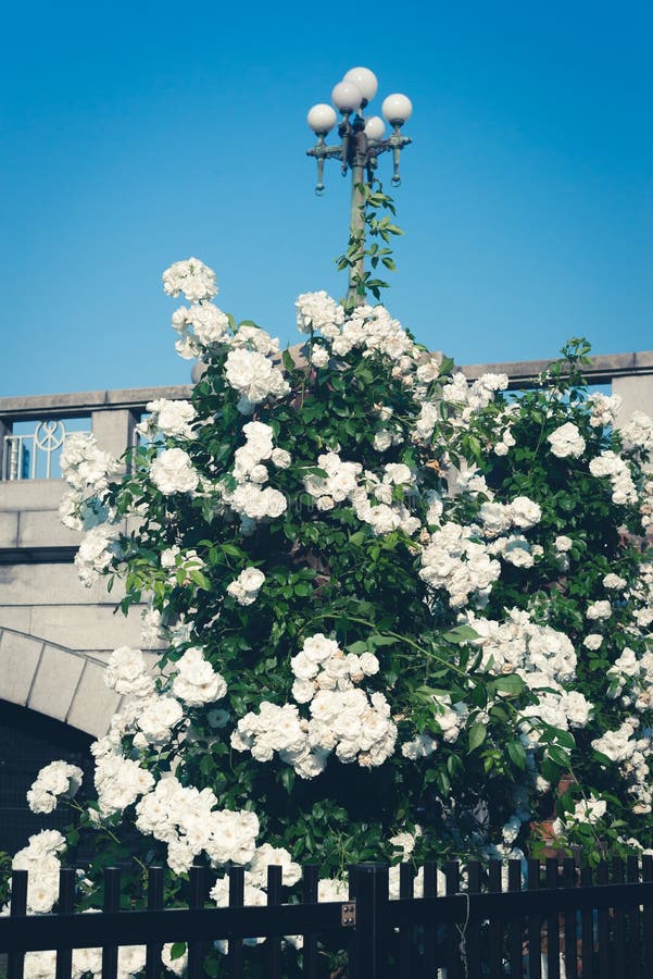 White Roses and Bridge stock image. Image of flower, fleur - 94432127