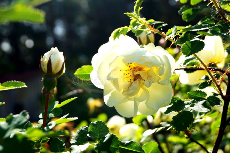 White roses stock photo. Image of spines, holiday, summertime - 40517930